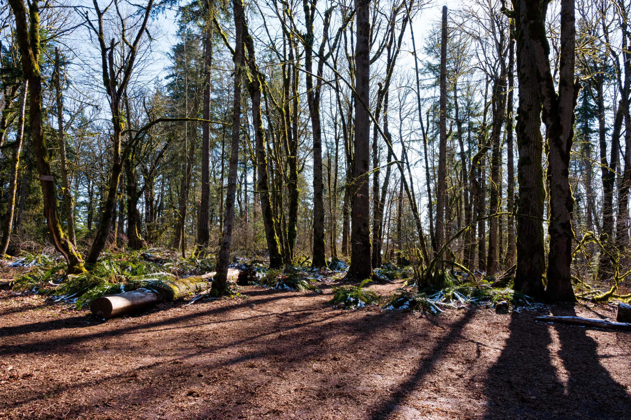 Exploring the New Gnome Trail in Maple Valley - Travelffeine