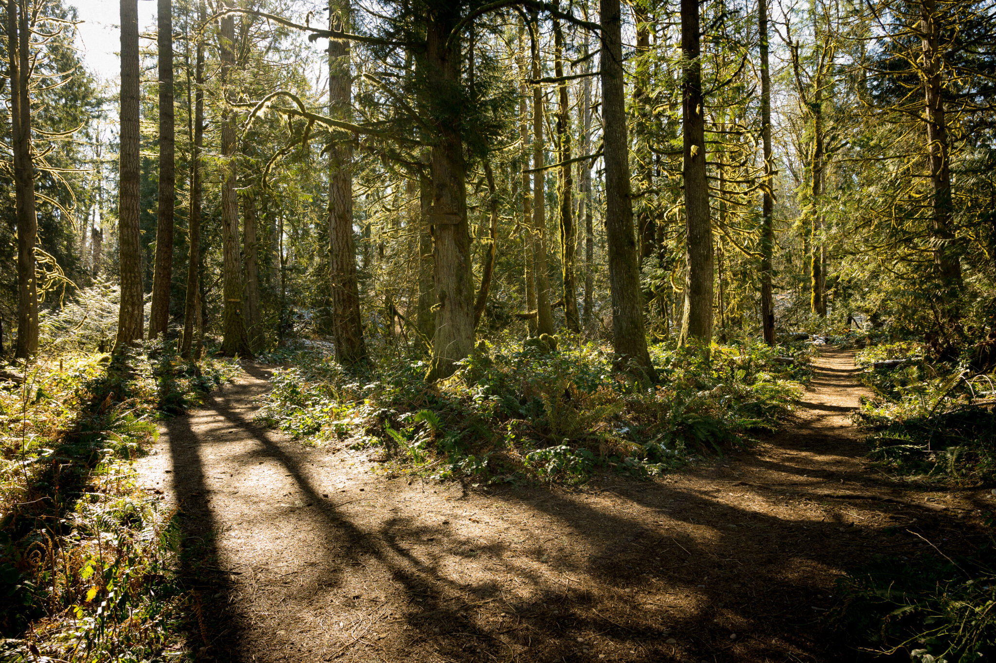 Exploring the New Gnome Trail in Maple Valley - Travelffeine